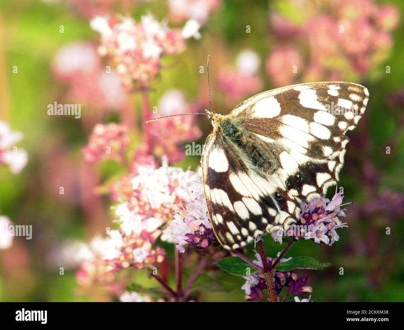 MARBLED WHITE BUTTERFLY Stock Photo - Alamy
