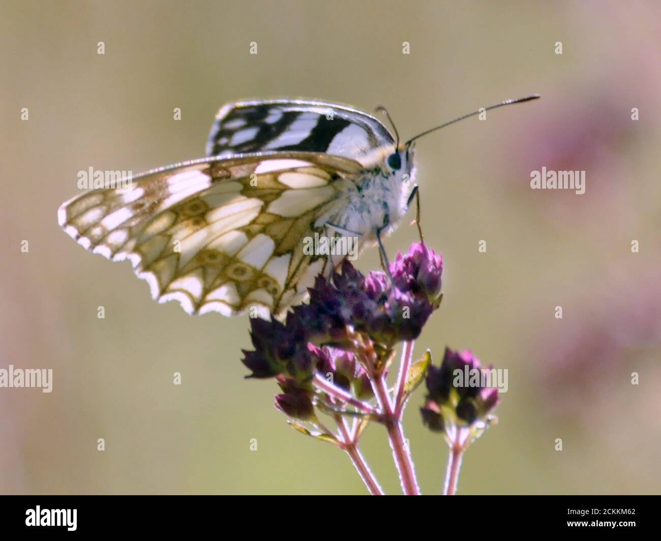 MARBLED WHITE BUTTERFLY Stock Photo - Alamy