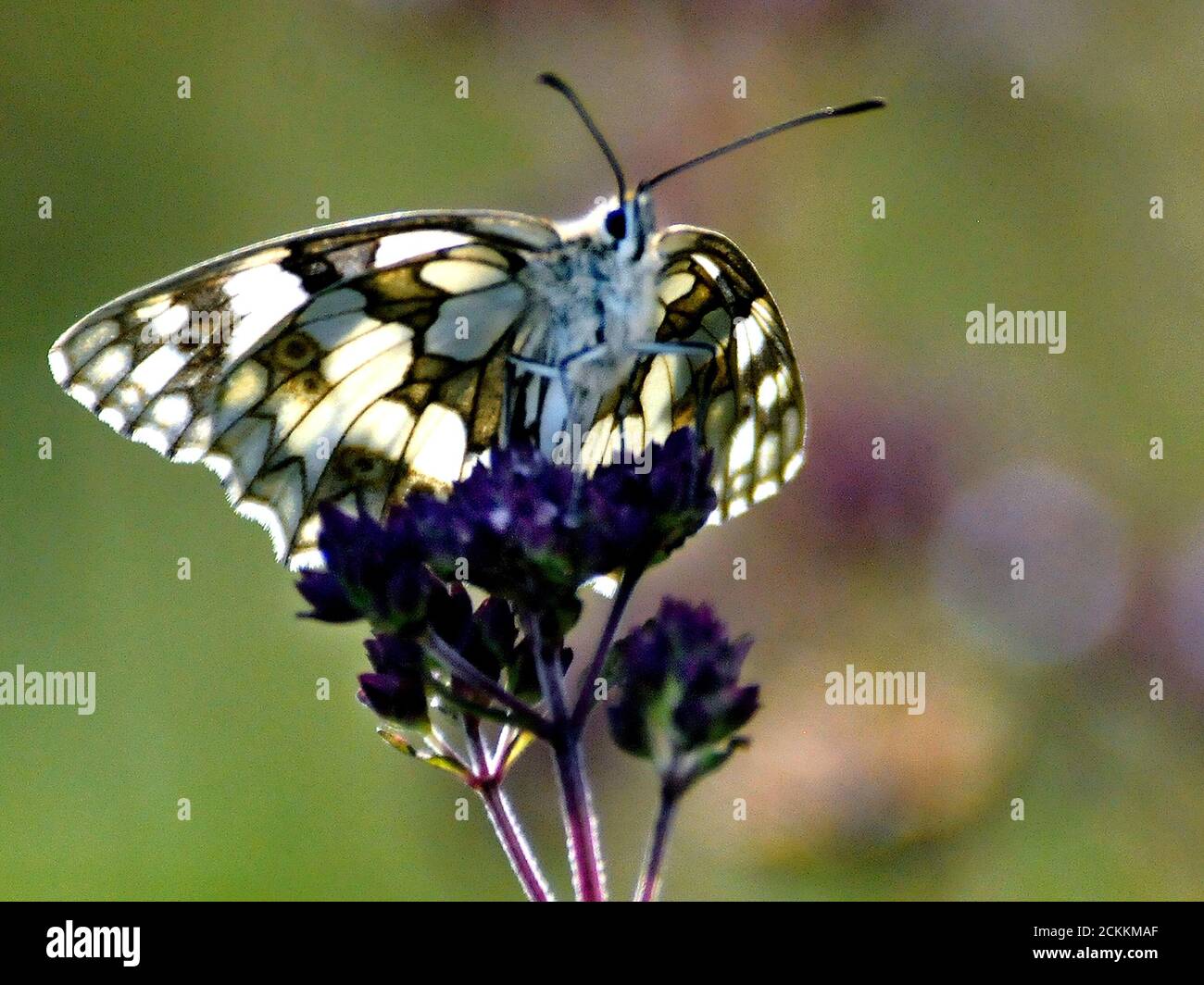 MARBLED WHITE BUTTERFLY Stock Photo - Alamy