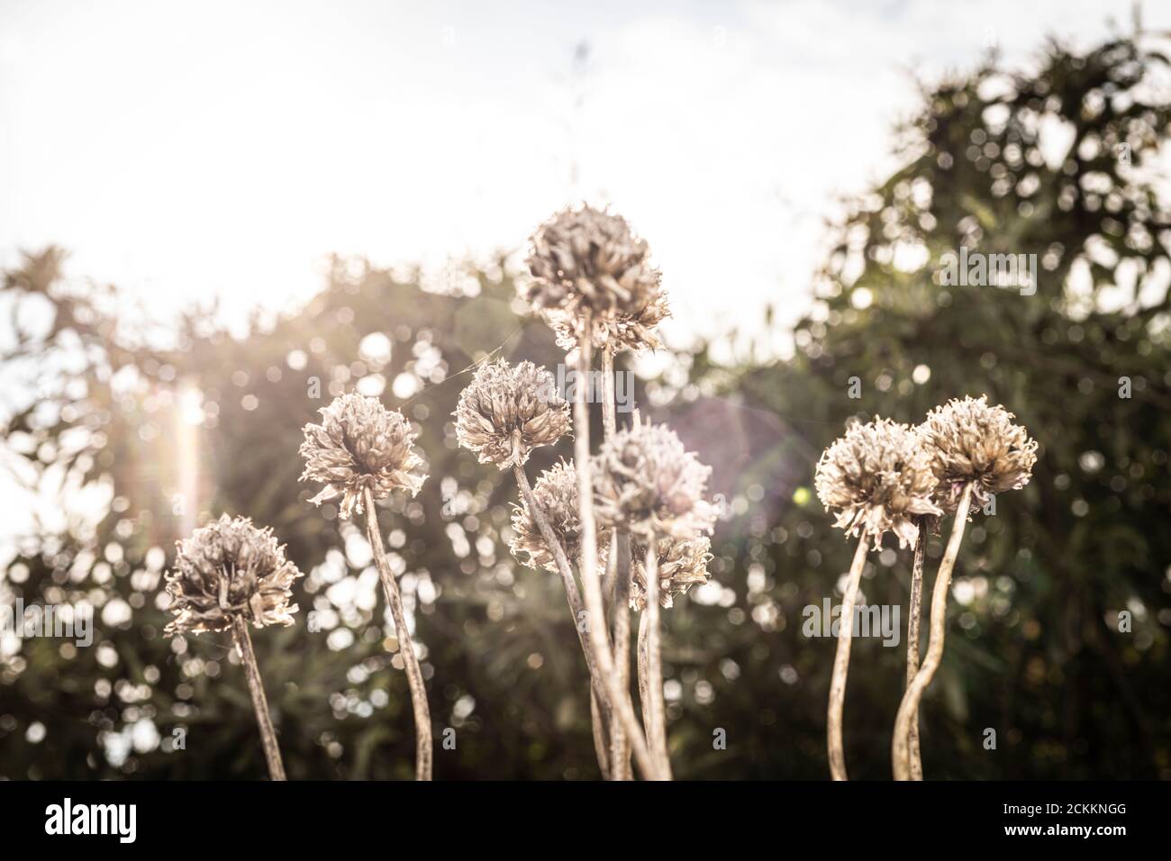 Dead chive seeds heads Stock Photo - Alamy