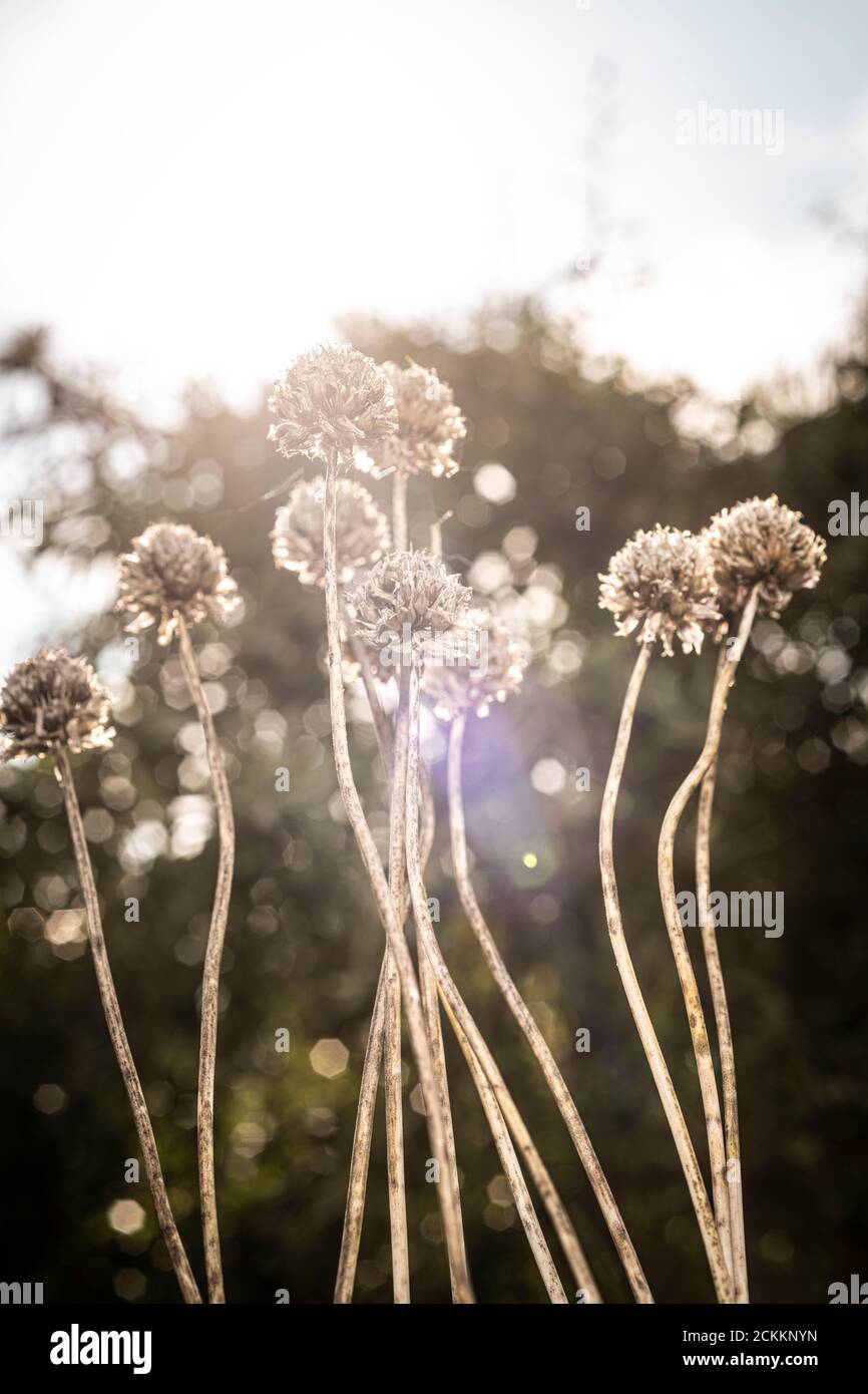 Dead Allium Flower High Resolution Stock Photography and Images - Alamy