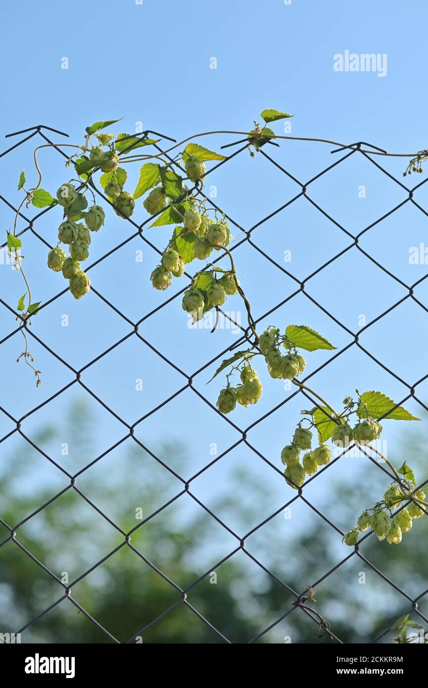 Closeup Fresh Green Hops on Steel Fence Stock Photo - Alamy
