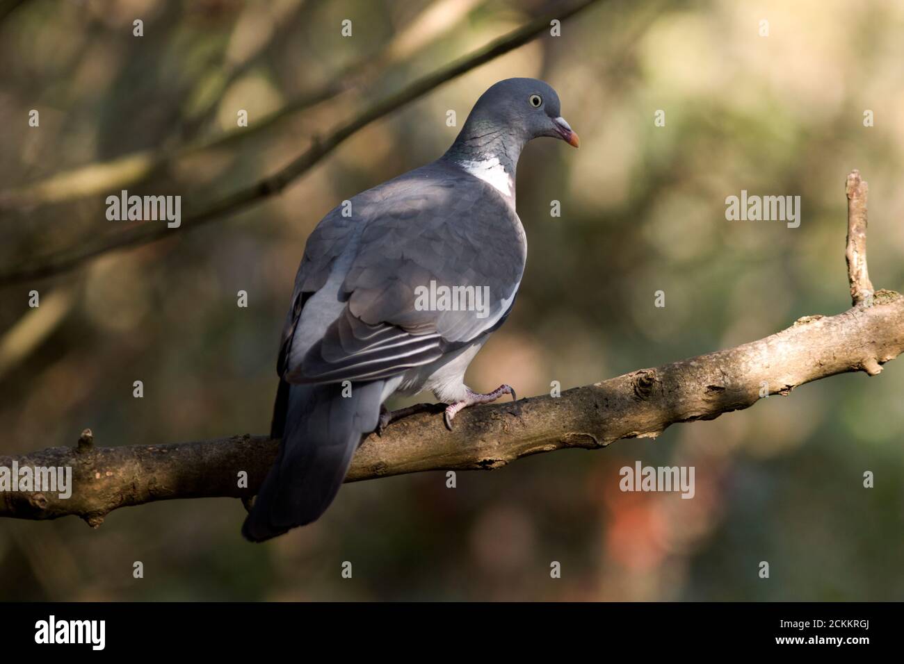 Largest living pigeon hi-res stock photography and images - Alamy