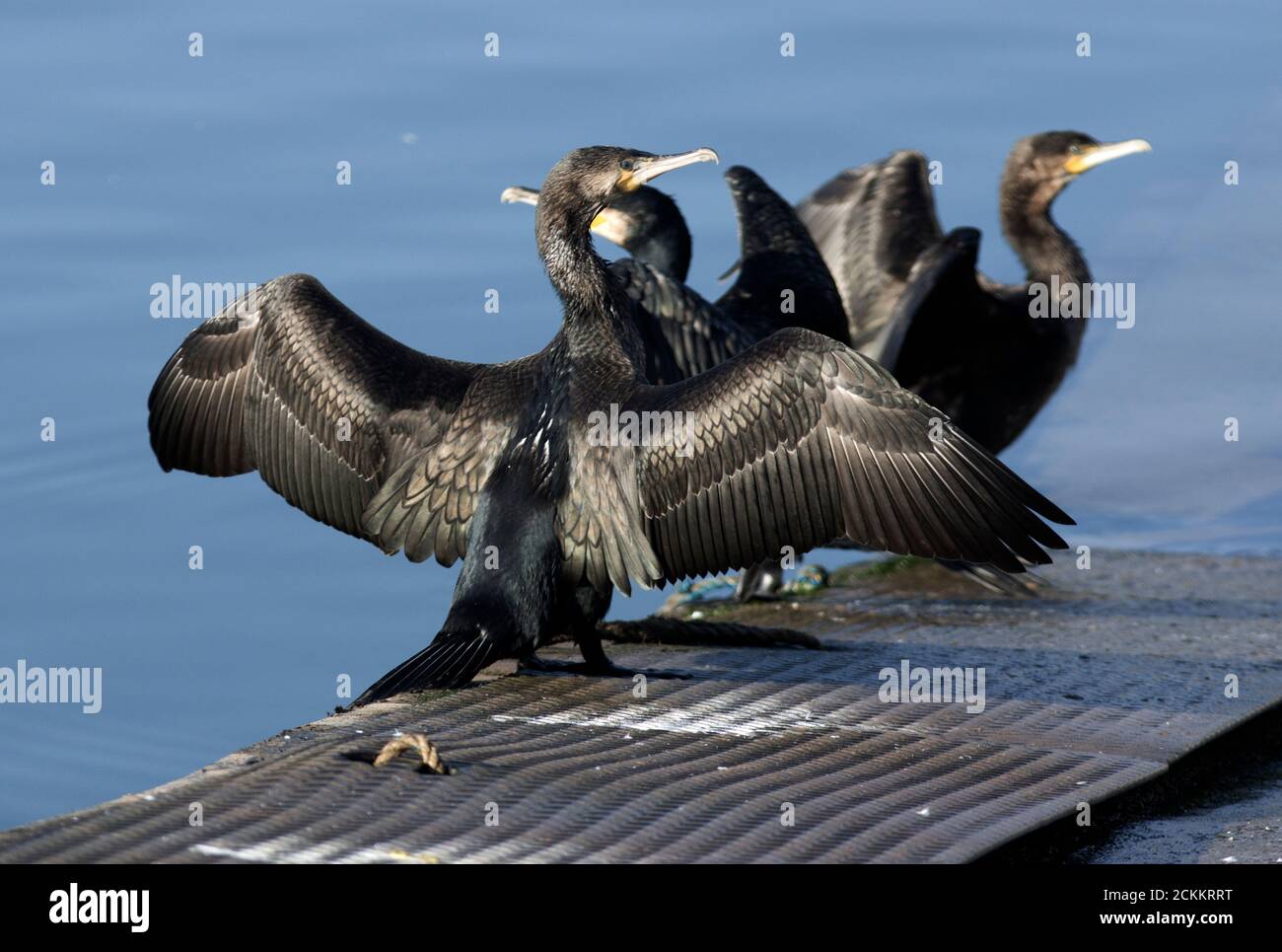 A trio of Great Cormorants dry out in the sunshine. Though they preen ...