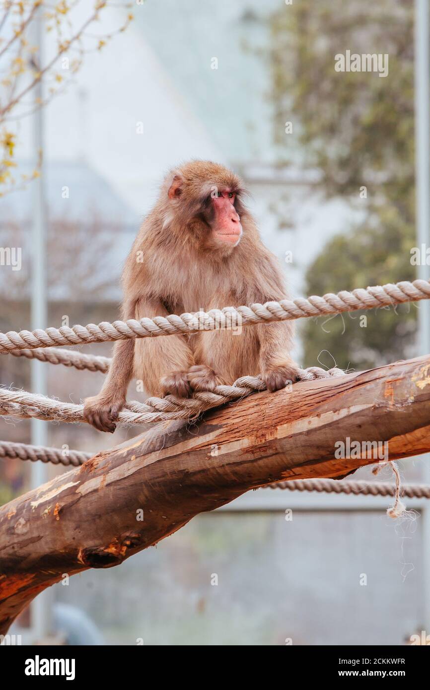 Monkey enclosure hi-res stock photography and images - Alamy
