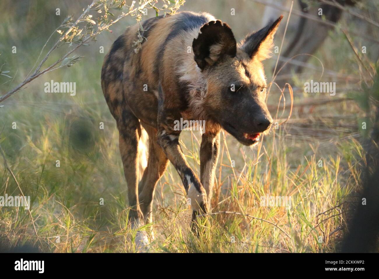 African Wild Dog Pack High Resolution Stock Photography and Images - Alamy