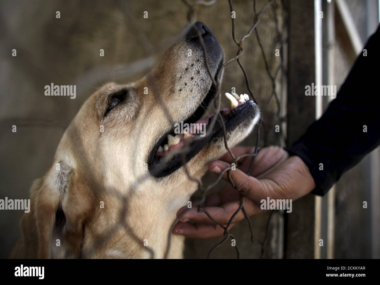 How To Train A Dog To Search For Drugs