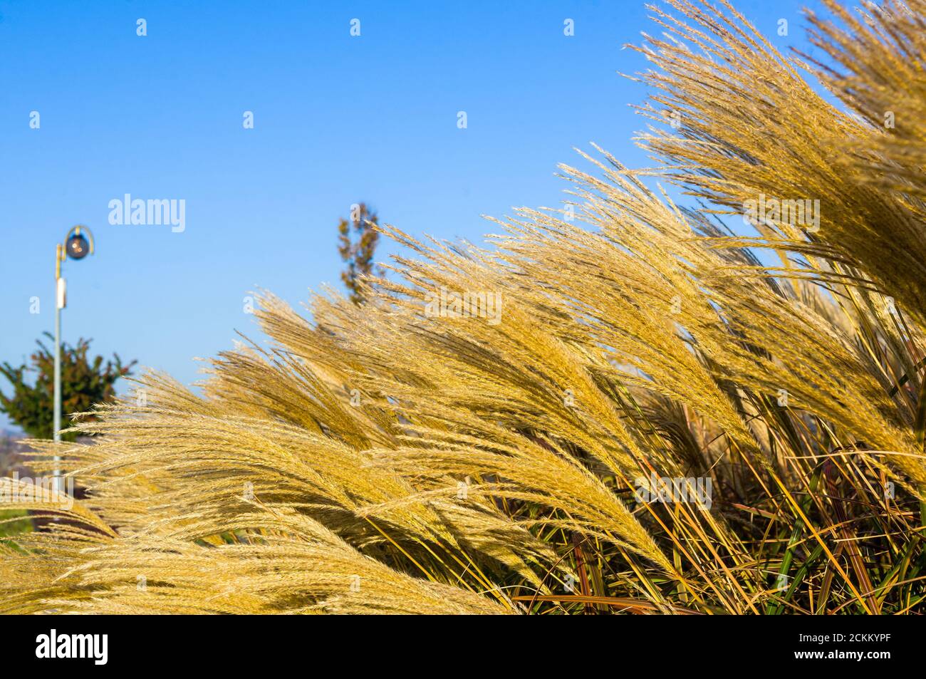 Chinese Silver Grass, Maiden Grass, Miscanthus chinese, Miscanthus ...