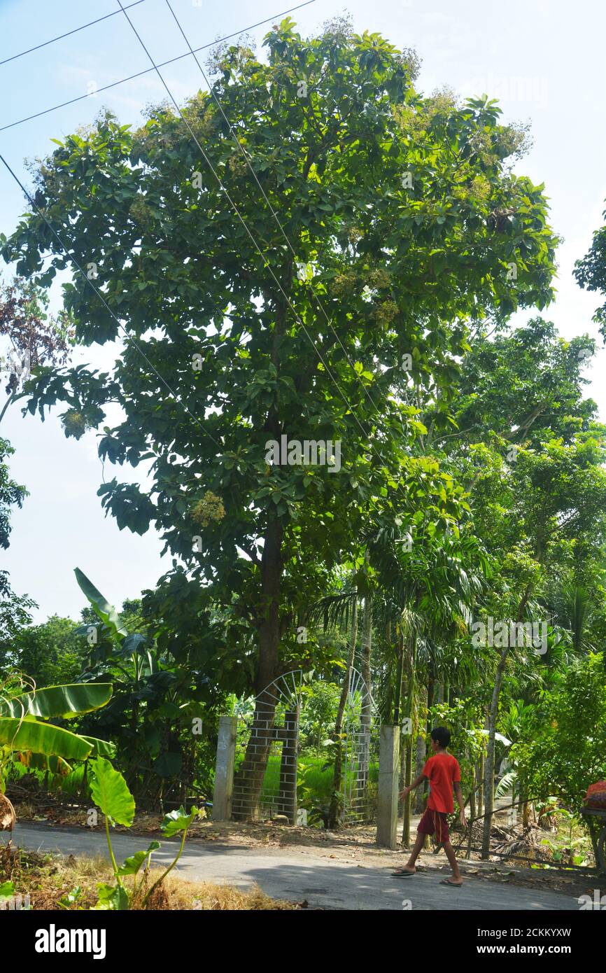 A boy walking past a big tree with lots of green leaves, selective ...