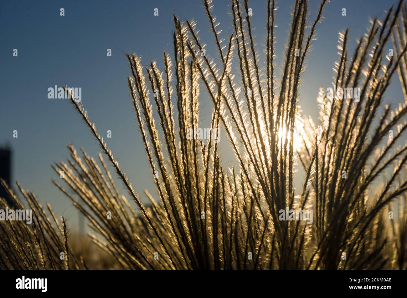 Chinese Silver Grass, Maiden Grass, Miscanthus chinese, Miscanthus ...