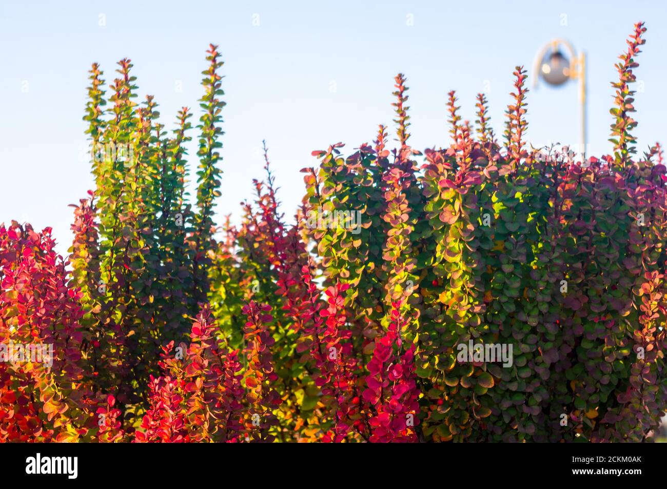 Purple Leaves On Bush Of Thunberg's Barberry, Berberis Thunbergii, The ...