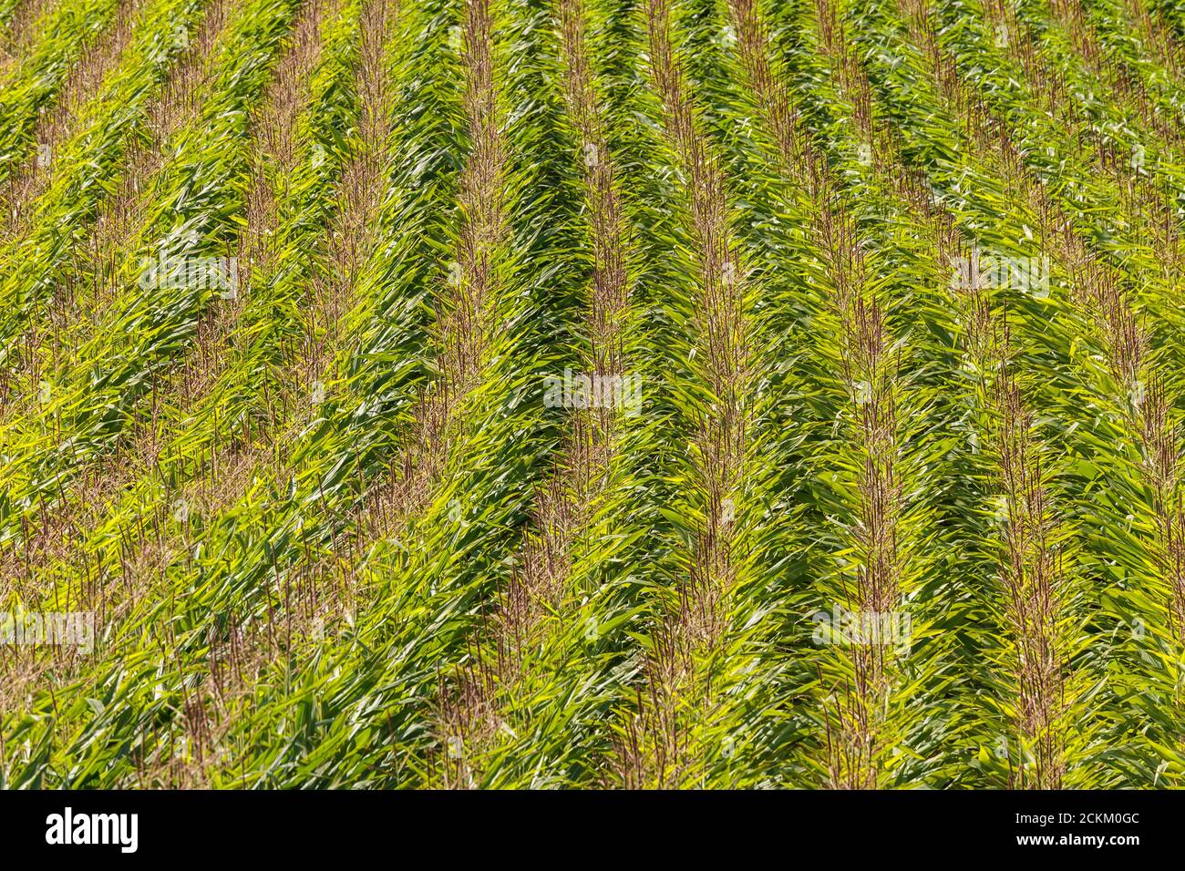 Grain field season corn hi-res stock photography and images - Alamy