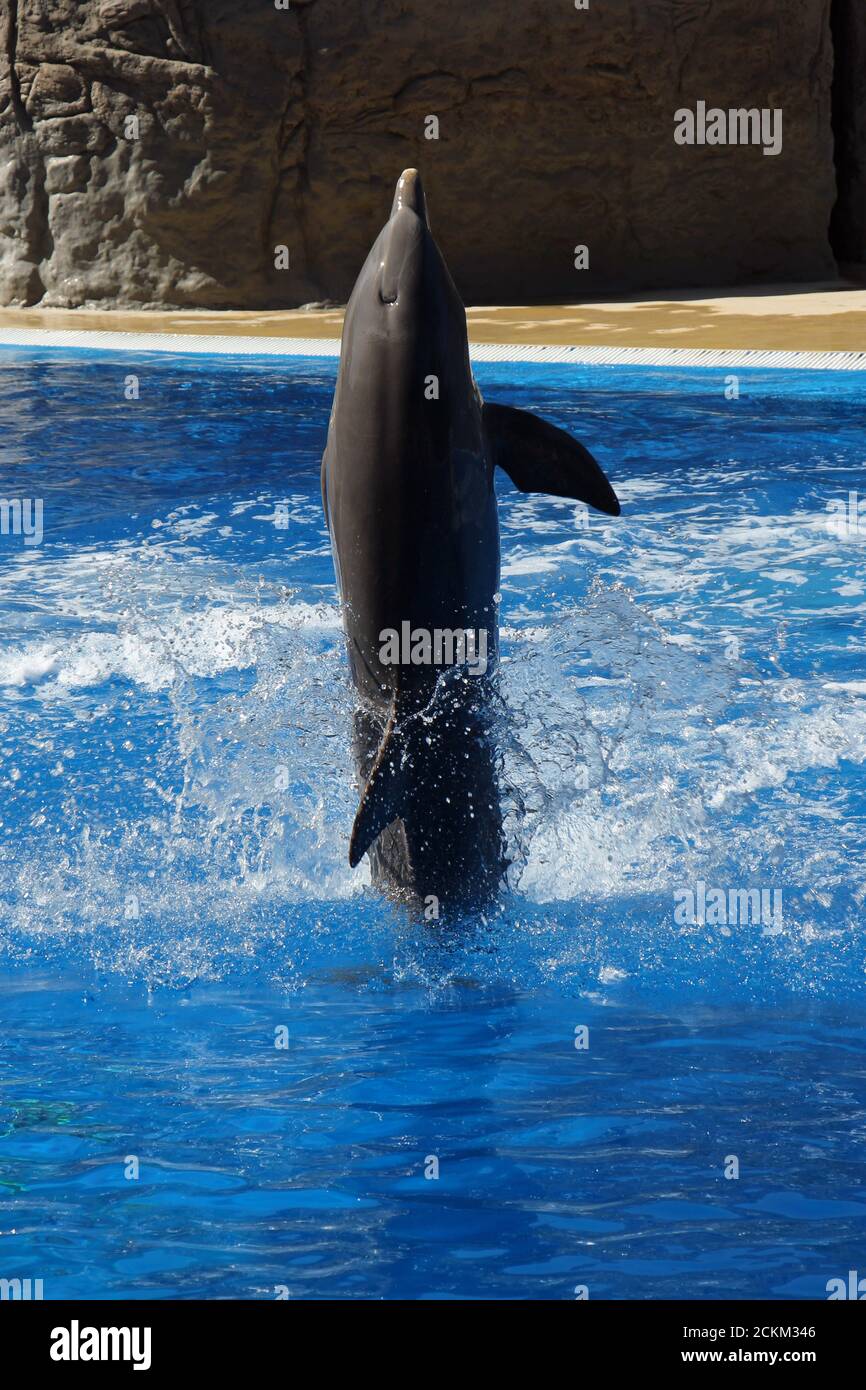 Delphinida hi-res stock photography and images - Alamy