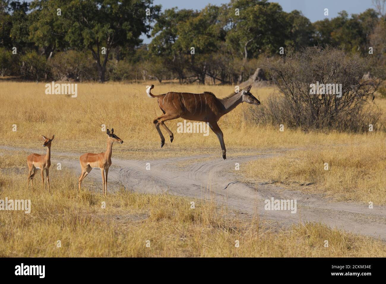 Dusty Wildlife High Resolution Stock Photography and Images - Alamy