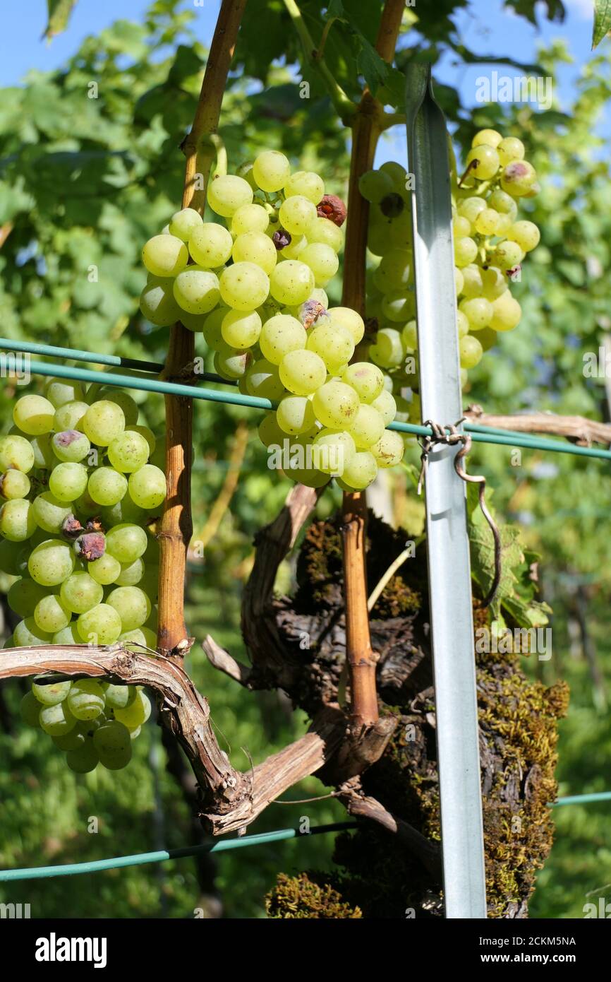 Cultivated white grapes ready for harvest on a large wine plantation ...