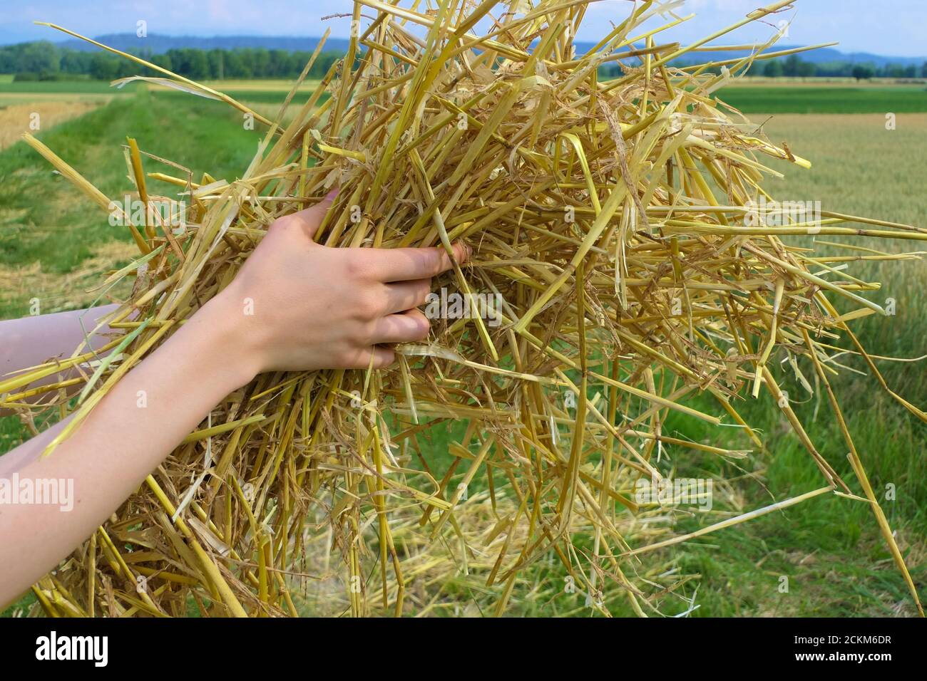 Dry stalks from agriculture - Woman holding a tuft of straw in her ...