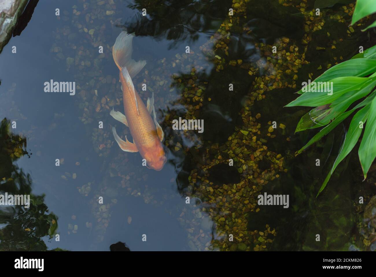 Top view a beautiful koi fish swimming at clear pond in botanic garden ...