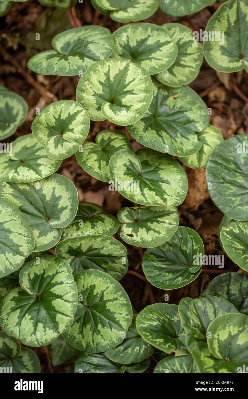 Kidney shaped leaf hi-res stock photography and images - Alamy