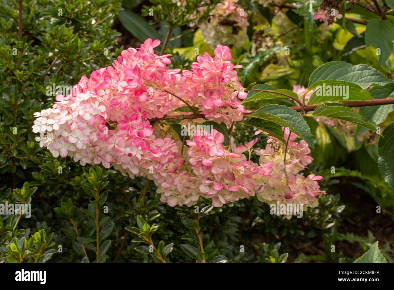 Hydrangea Paniculata 'Vanilla Fraise' flowers Stock Photo - Alamy