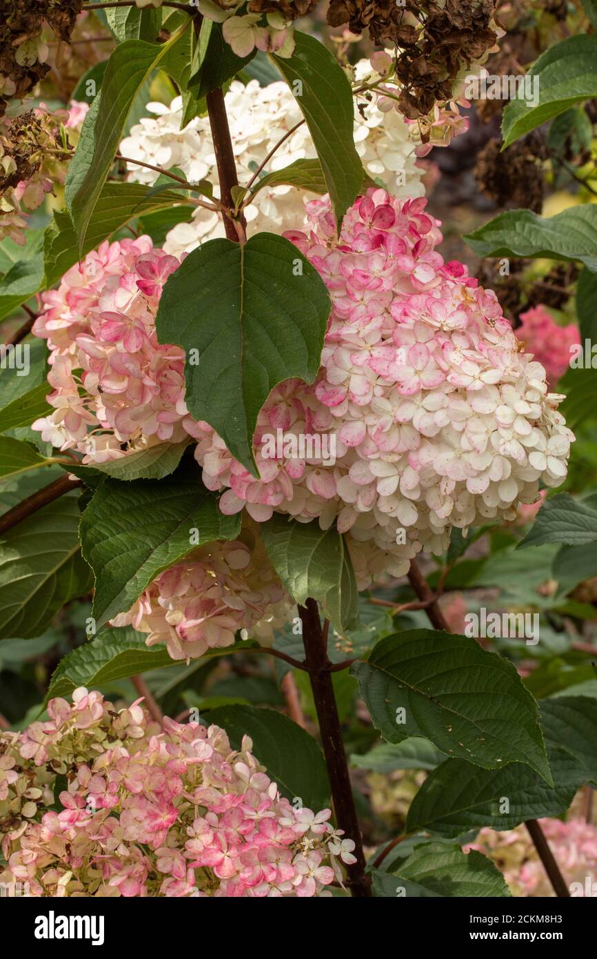 Hydrangea Paniculata 'Vanilla Fraise' flowers Stock Photo - Alamy