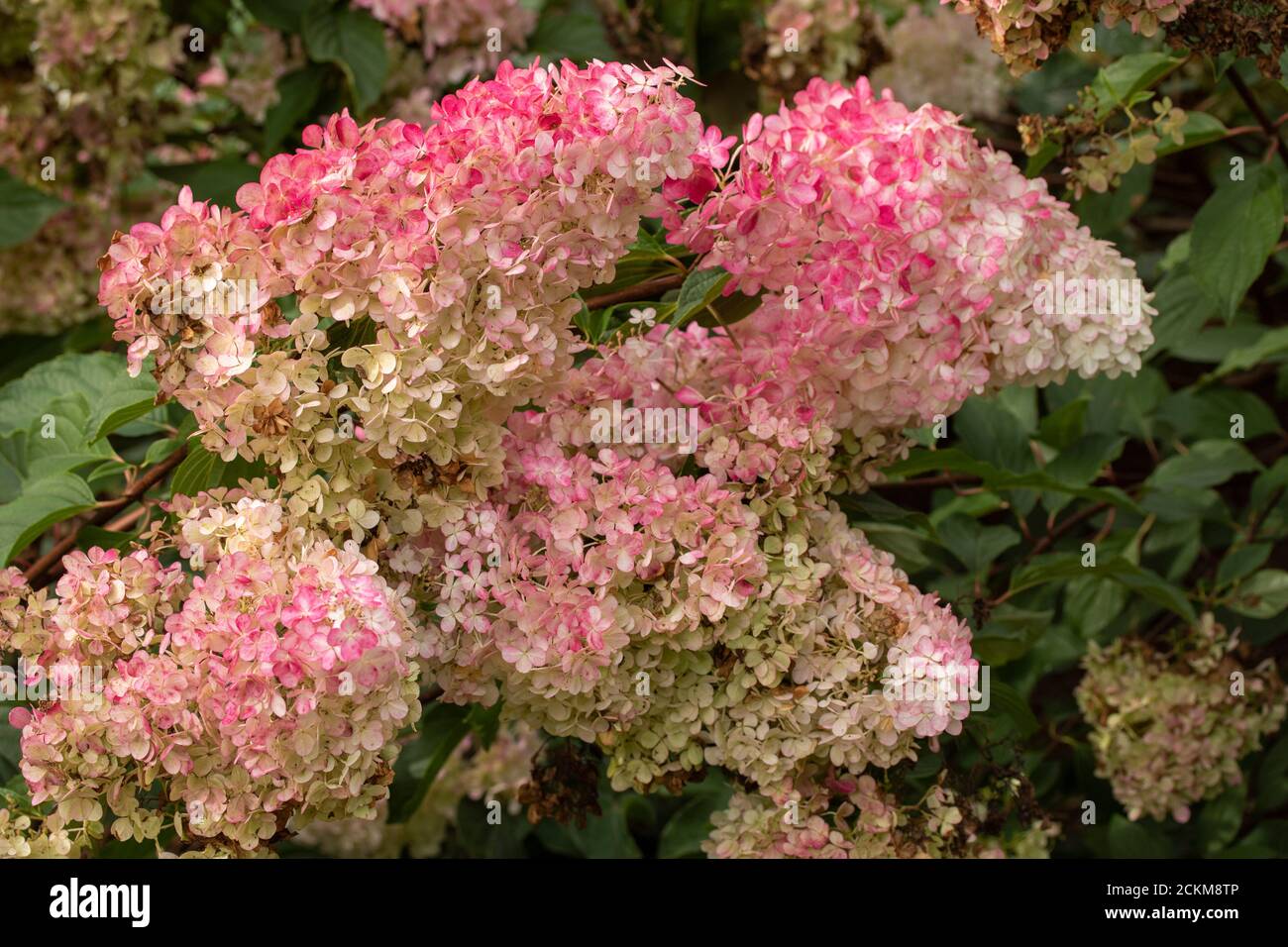 Hydrangea Paniculata 'Vanilla Fraise' flowers Stock Photo - Alamy