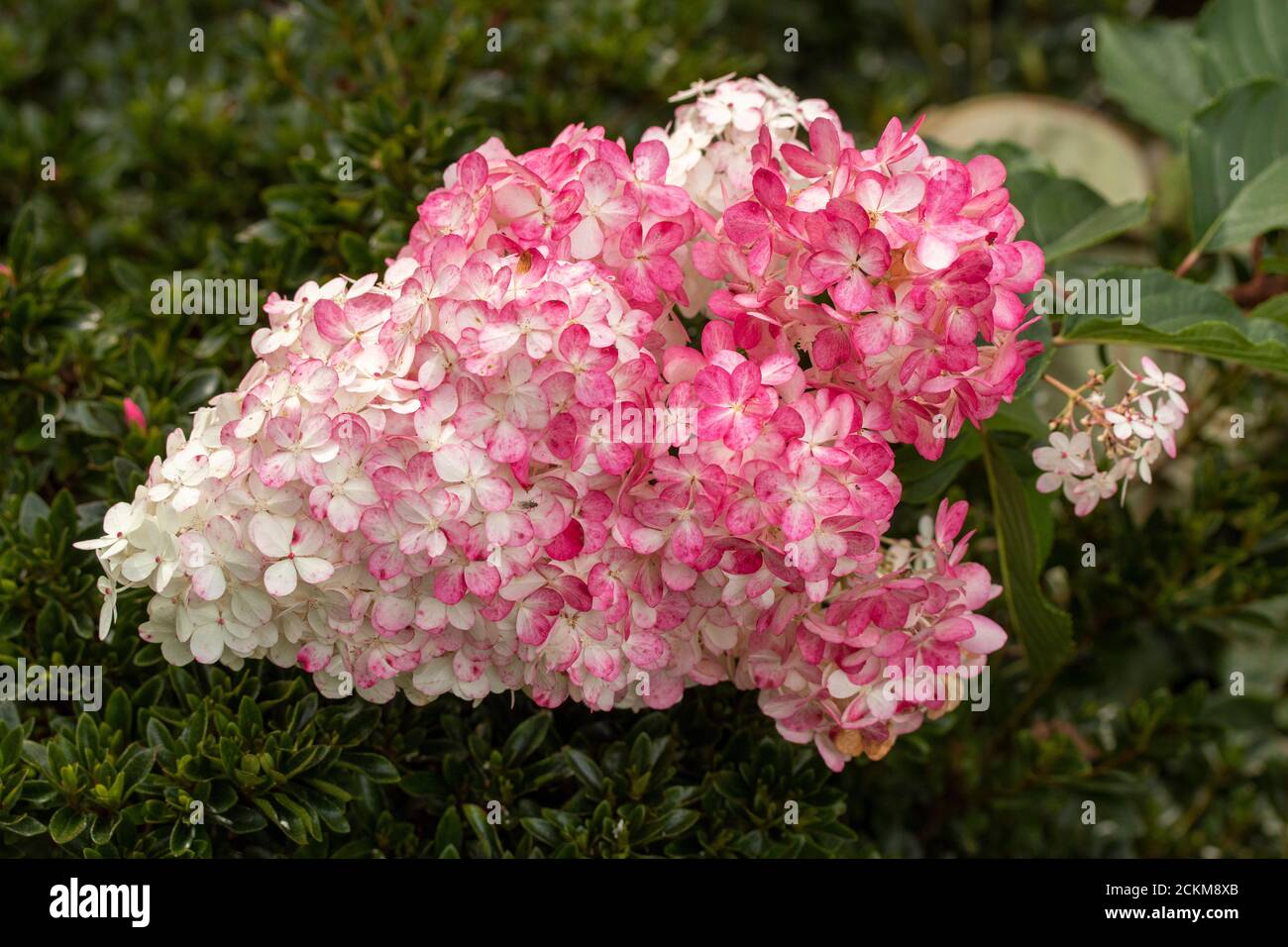 Hydrangea Paniculata 'Vanilla Fraise' flowers Stock Photo - Alamy