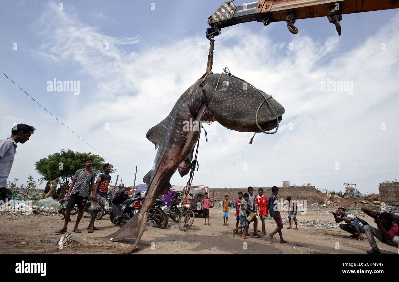 Royapuram fishing harbour chennai hi-res stock photography and images ...