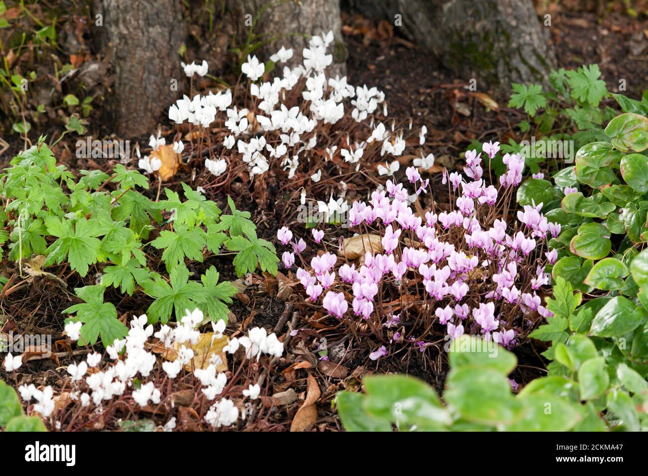 Cyclamen flowers growing around the base of a tree, in the grounds of ...