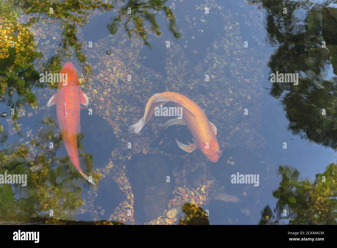 Top view two beautiful koi fishes swimming at clear pond in botanic ...