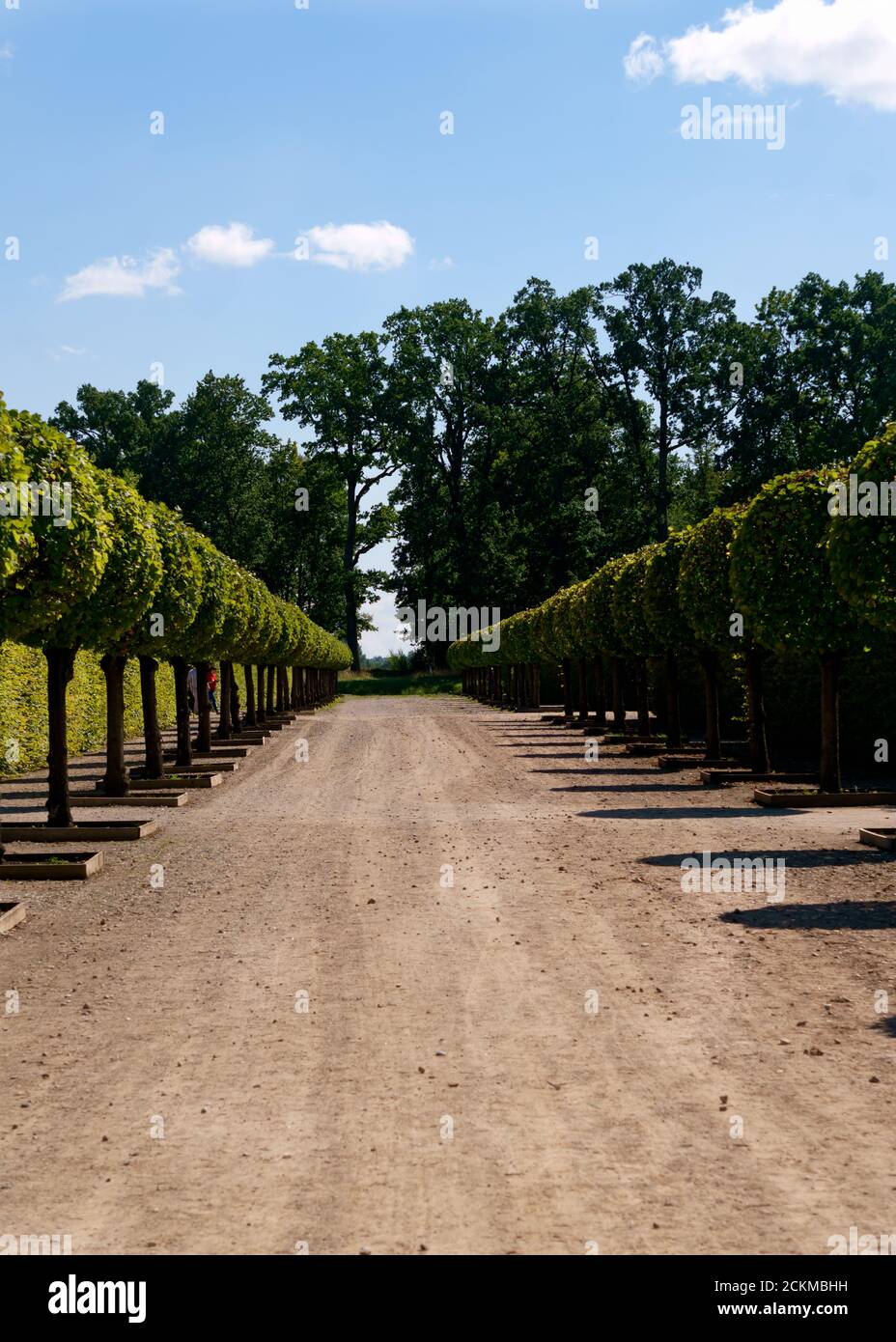 Shady lime alley in the city park. Infused with sunshine Stock Photo ...