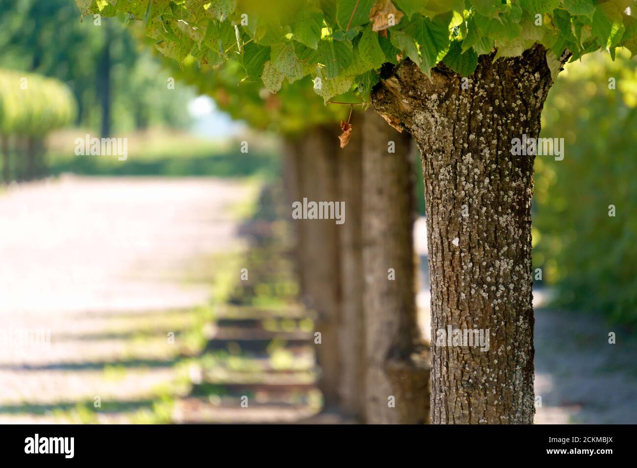 Shady lime alley in the city park. Infused with sunshine Stock Photo ...