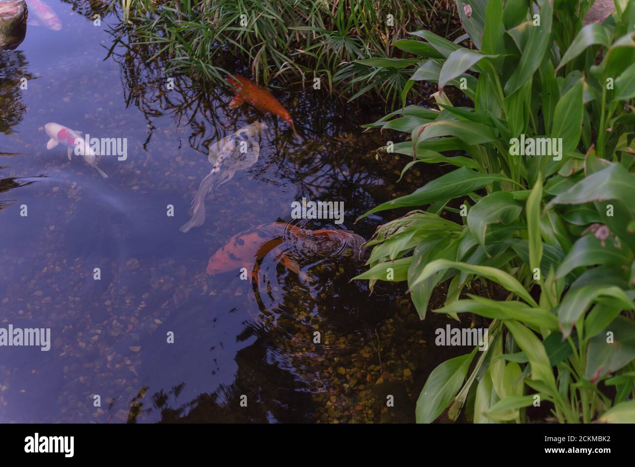 Tropical plant at water garden with colorful koi fishes swimming near ...