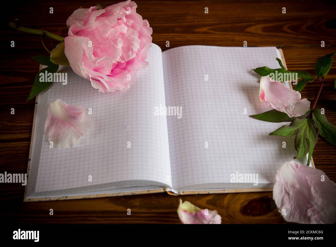 pink beautiful peony with petals, blank notebook for text Stock Photo ...