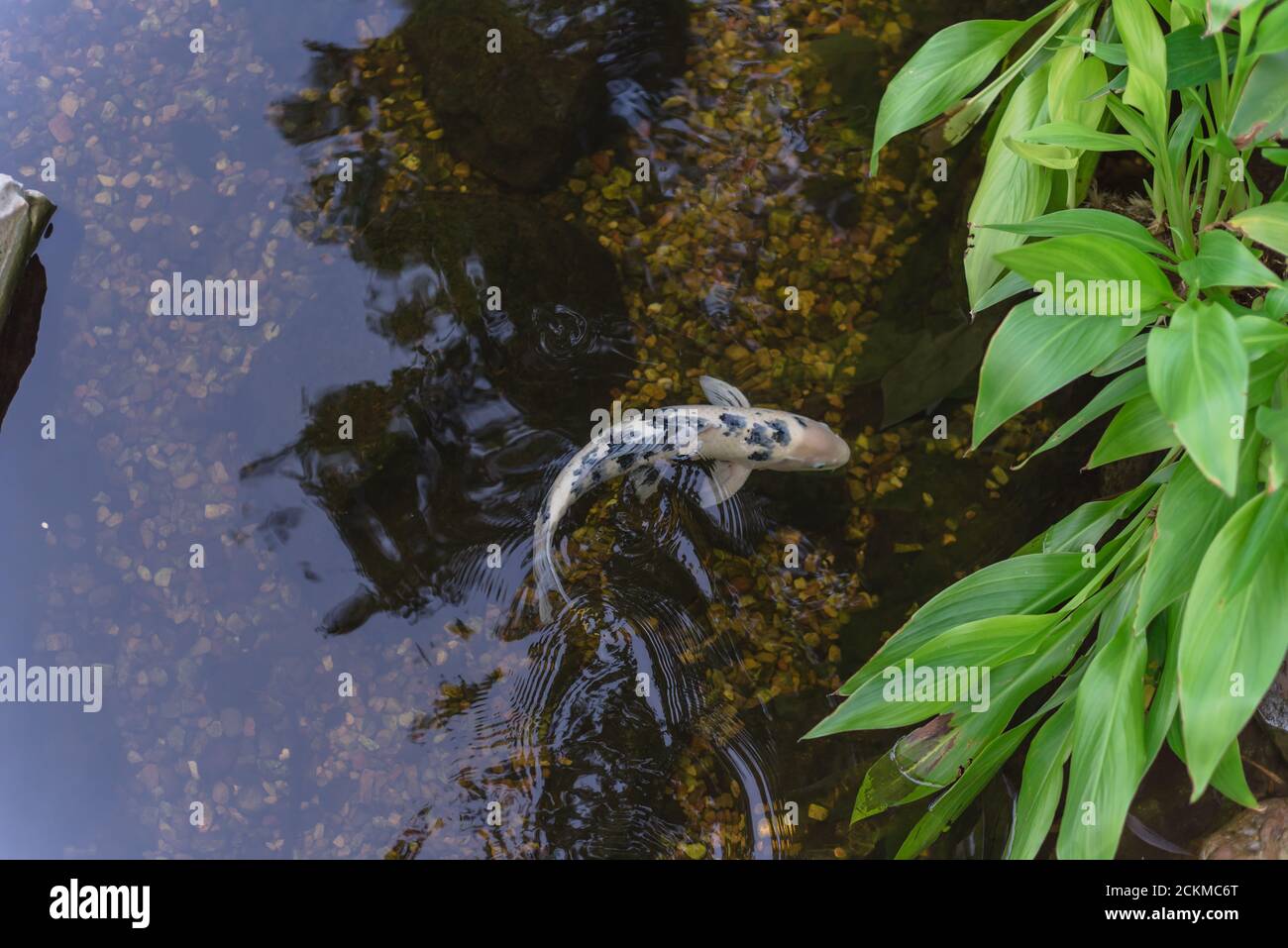 Top view a beautiful koi fish swimming at clear pond in botanic garden ...