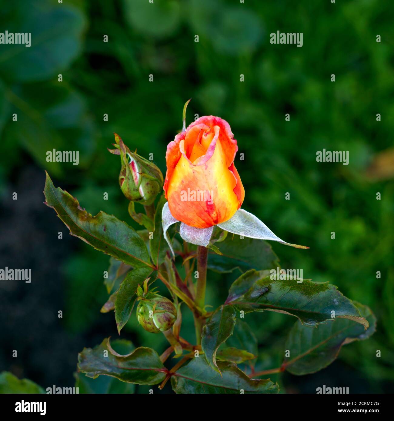 Beautiful bud of red-yellow rose in the garden on a sunny day Stock ...