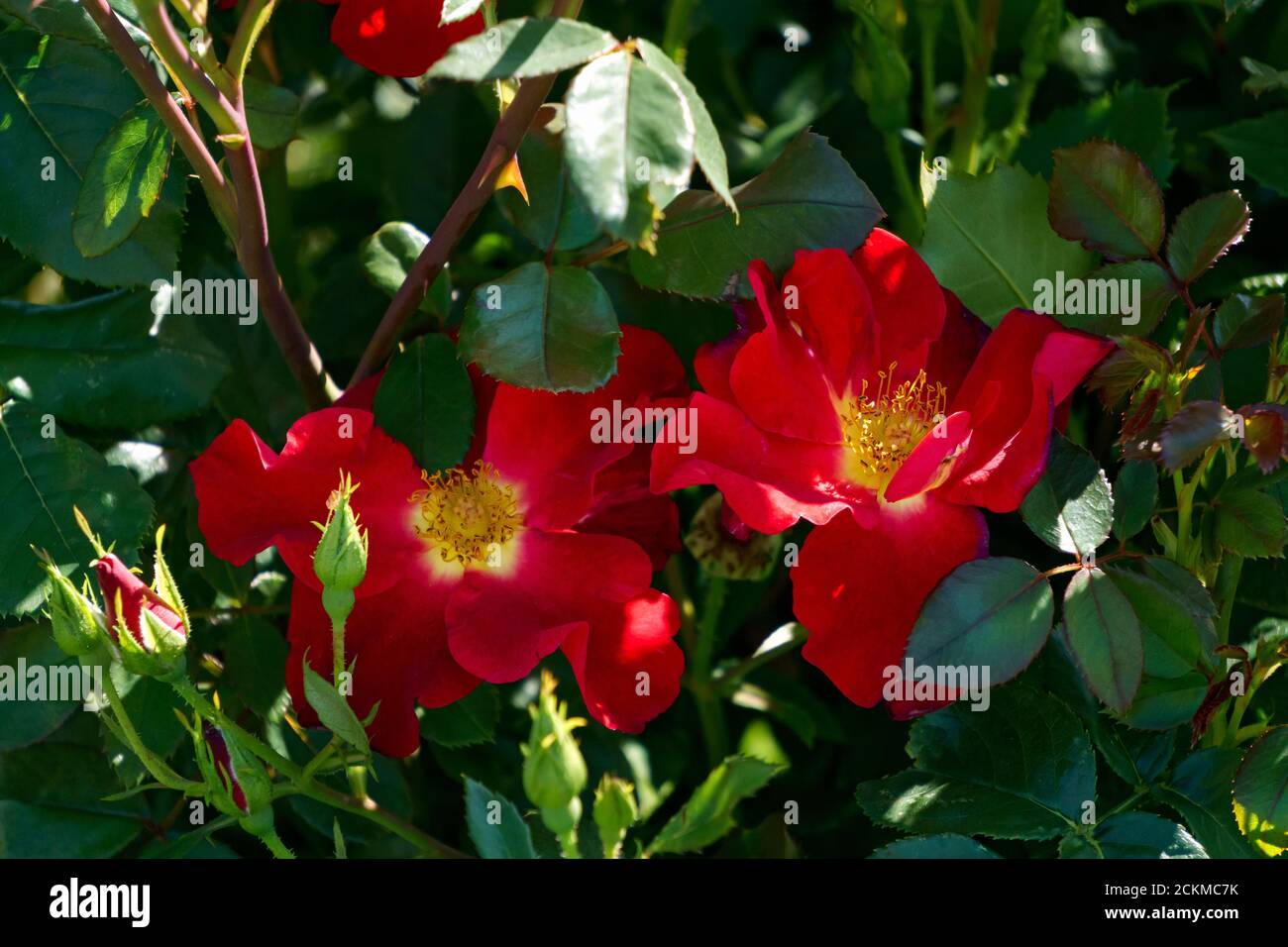 Beautiful branch of blossoming red rose flowers in the garden Stock ...