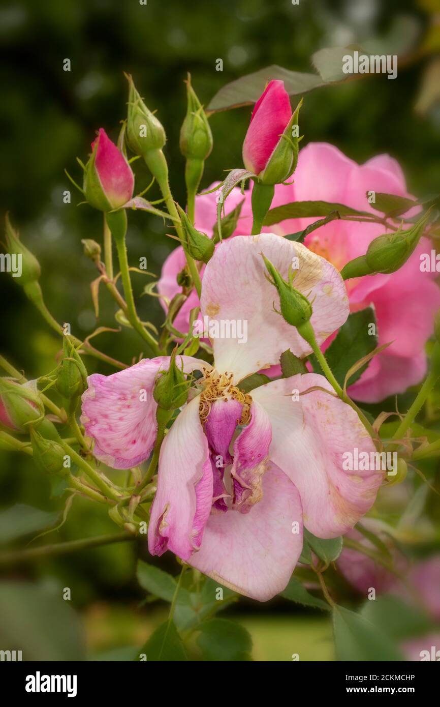 Rose auspanier hi-res stock photography and images - Alamy