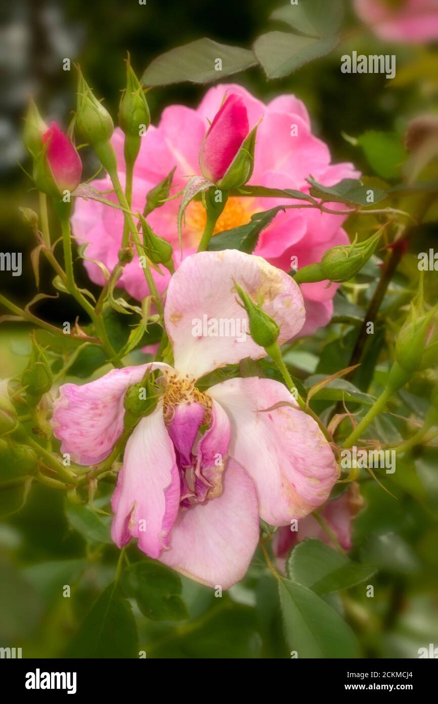 Rose auspanier hi-res stock photography and images - Alamy