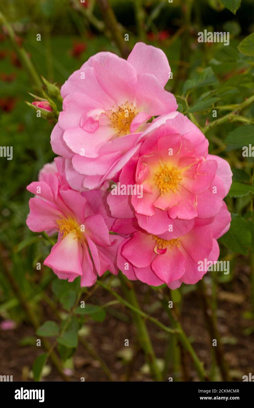 Rose auspanier hi-res stock photography and images - Alamy