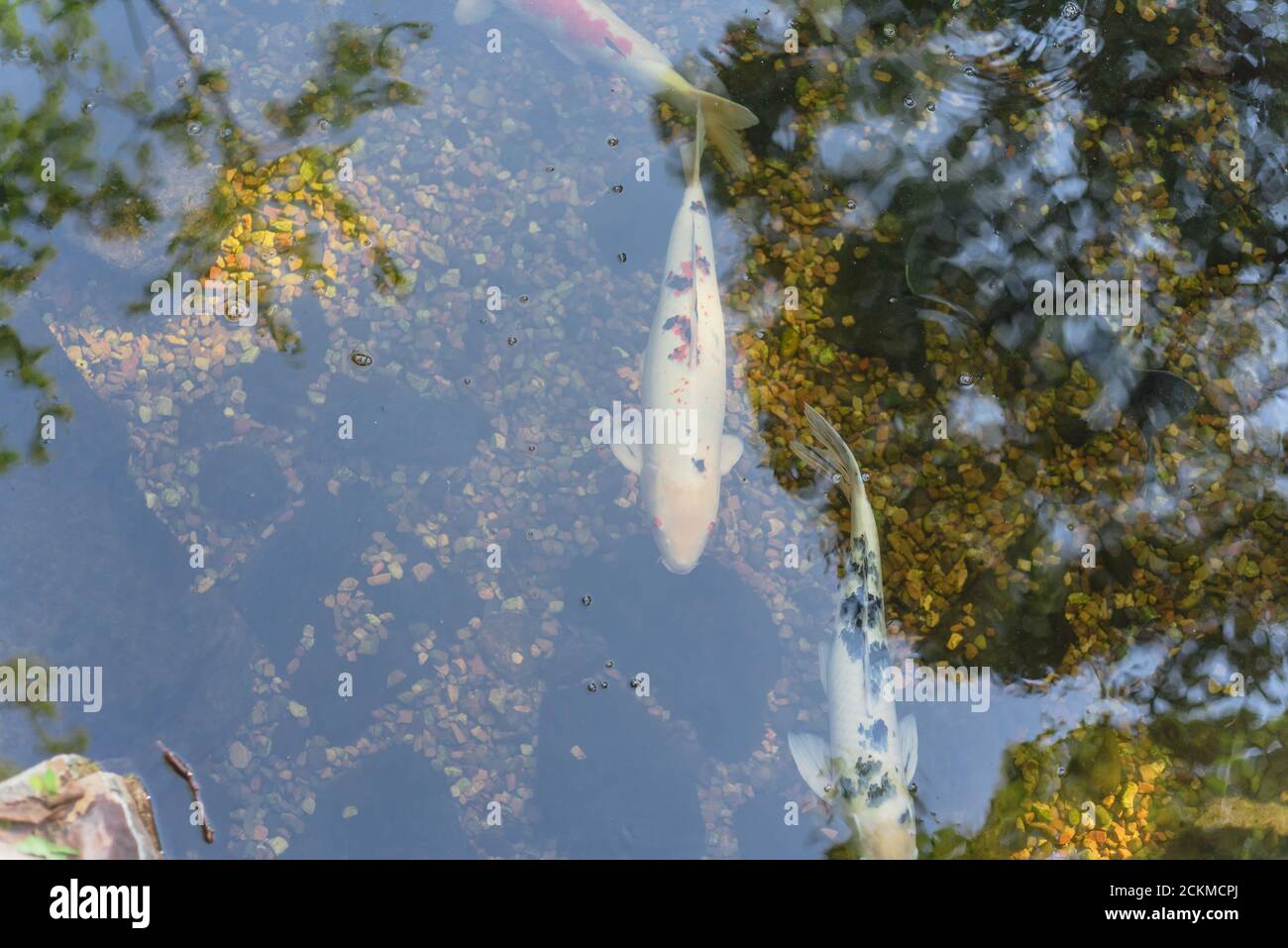Top view three beautiful koi fishes swimming at clear pond in botanic ...