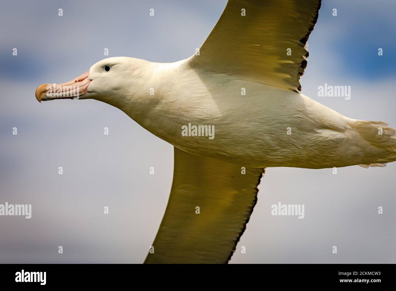 Island wandering albatross hi-res stock photography and images - Alamy