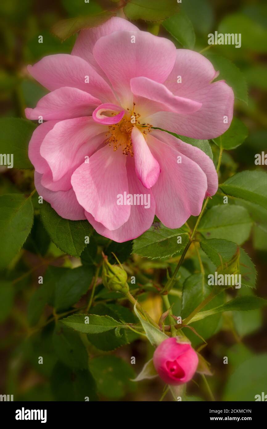Rose auspanier hi-res stock photography and images - Alamy