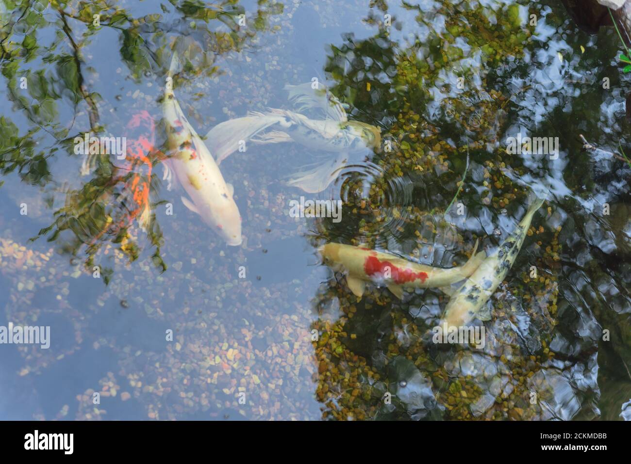 Mixed color beautiful koi fishes swimming at clear pond in botanic ...