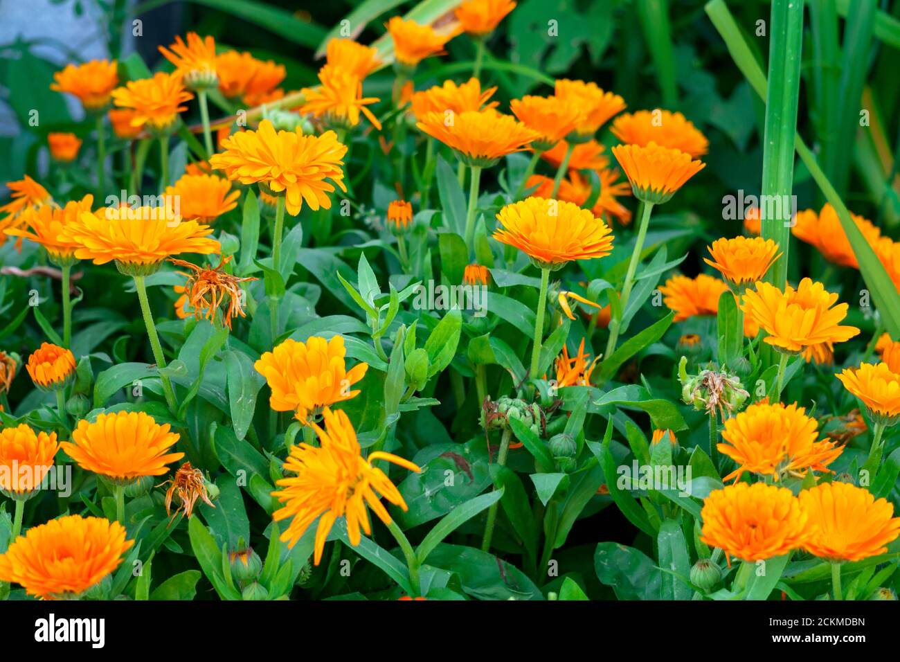 Bright orange flowers of calendula in the garden bed Stock Photo - Alamy