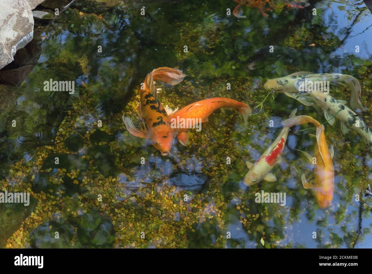 Mixed color beautiful koi fishes swimming at clear pond in botanic ...