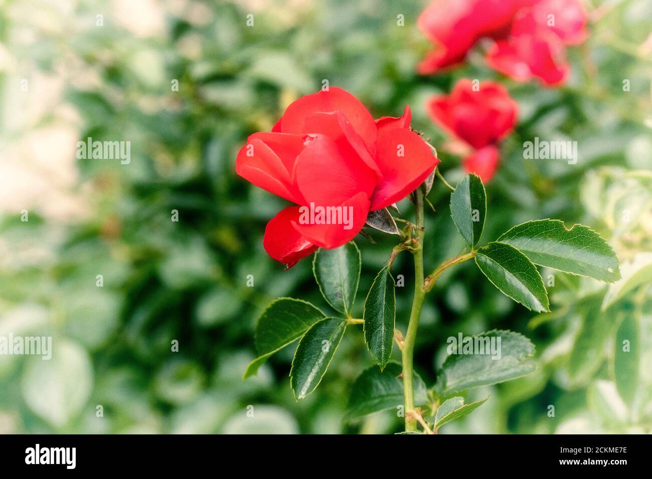 Rosa Flower Carpet 'Scarlet' Stock Photo - Alamy