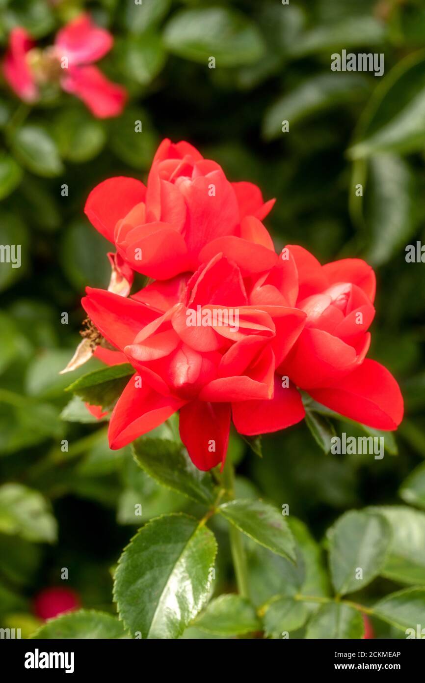 Rosa Flower Carpet 'Scarlet' close up nature portrait Stock Photo - Alamy