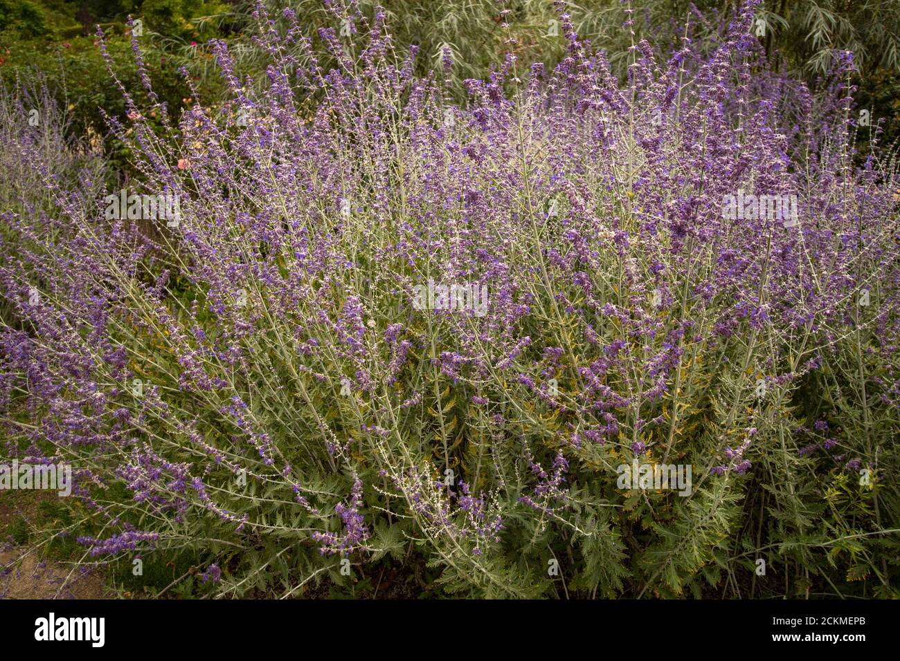 Pervoskia 'Blue Spire' garden flower Stock Photo - Alamy