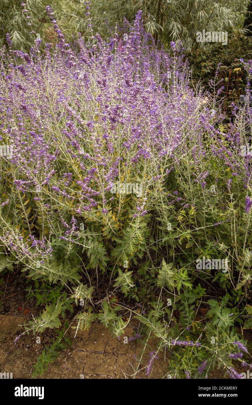 Perovskia blue spire perennial hi-res stock photography and images - Alamy