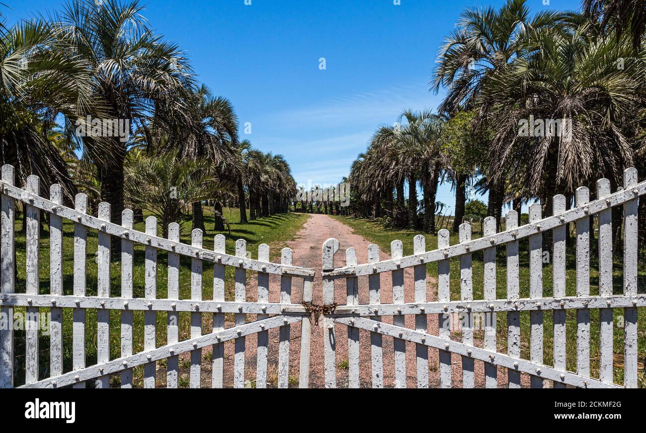 White gate in front of palm tree alley Stock Photo - Alamy
